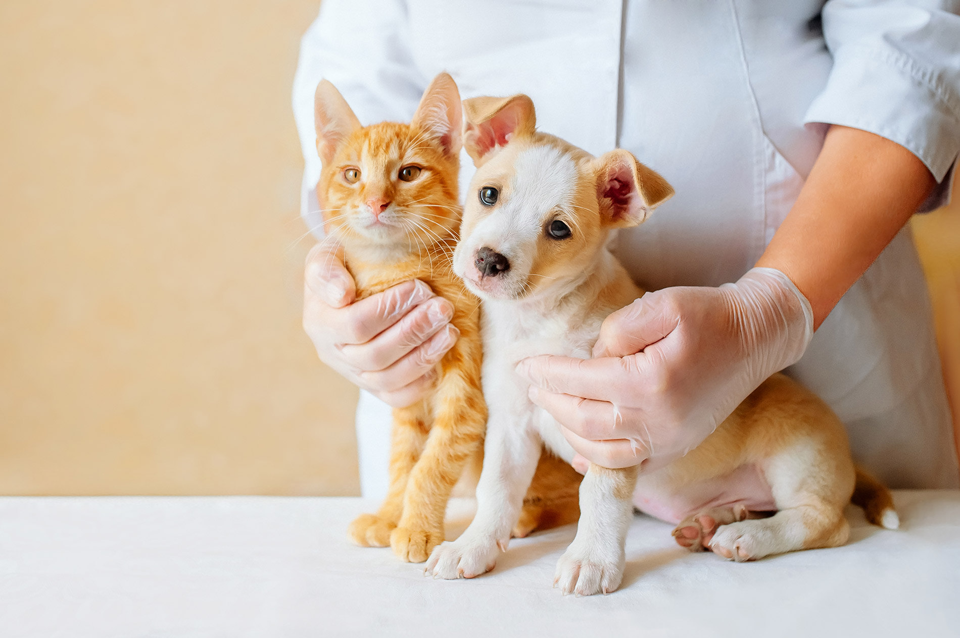 Specials | Mahomet Animal Hospital
