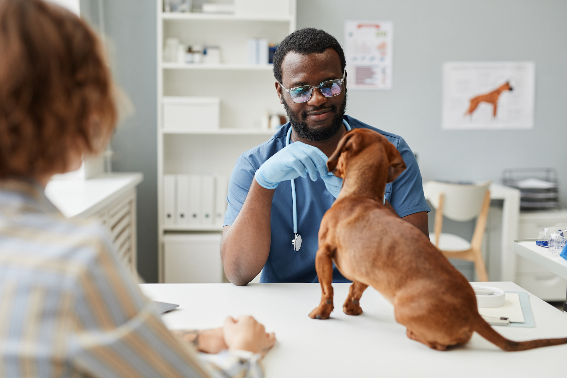Veterinarian Champaign, Urbana | Mahomet Animal Hospital