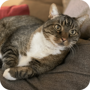 Veterinarian Champaign, Urbana | Mahomet Animal Hospital