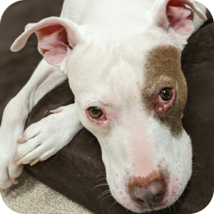 Veterinarian Champaign, Urbana | Mahomet Animal Hospital