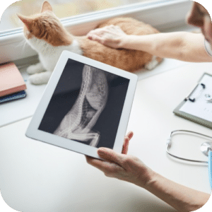 Veterinarian Champaign, Urbana | Mahomet Animal Hospital