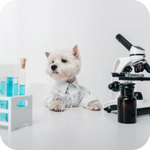 Veterinarian Champaign, Urbana | Mahomet Animal Hospital