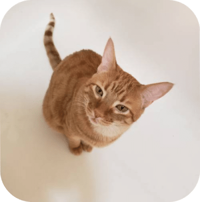 Veterinarian Champaign, Urbana | Mahomet Animal Hospital