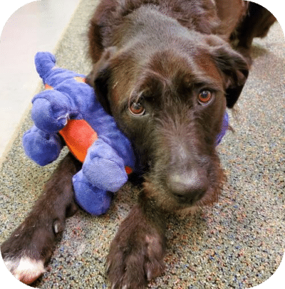 Veterinarian Champaign, Urbana | Mahomet Animal Hospital