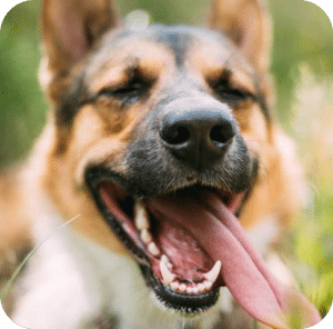 Veterinarian Champaign, Urbana | Mahomet Animal Hospital