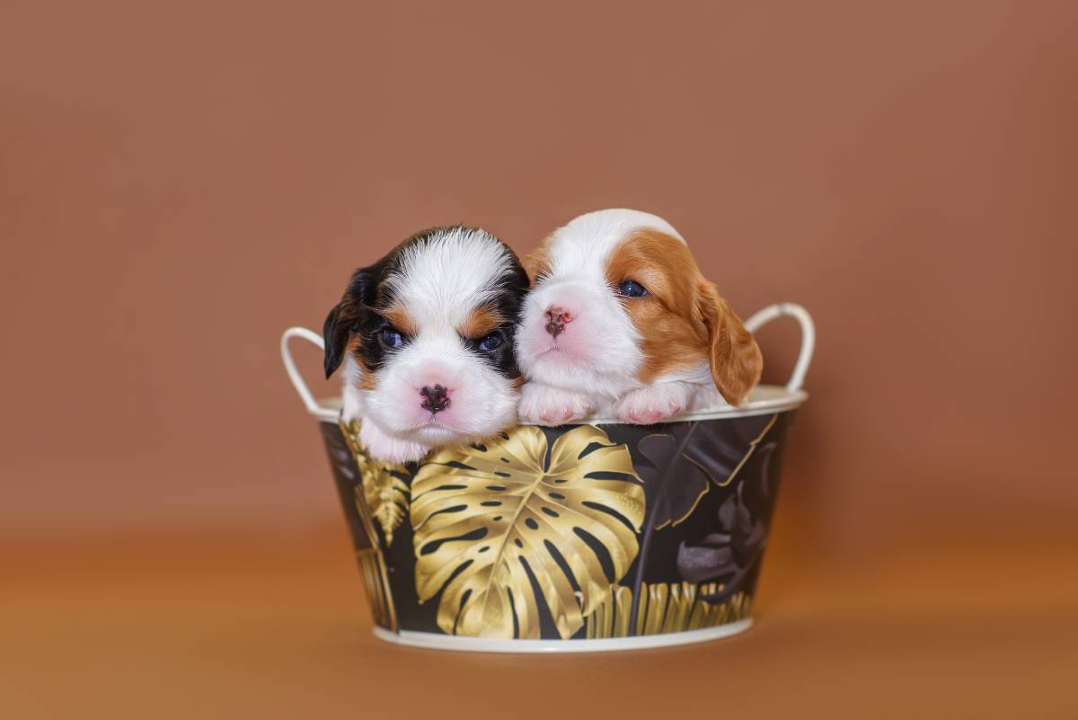 Mahomet Animal Hospital | New Client Guides